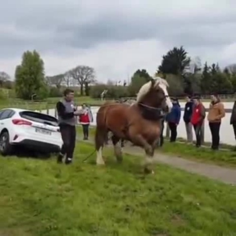 1 Horse Power - Coub