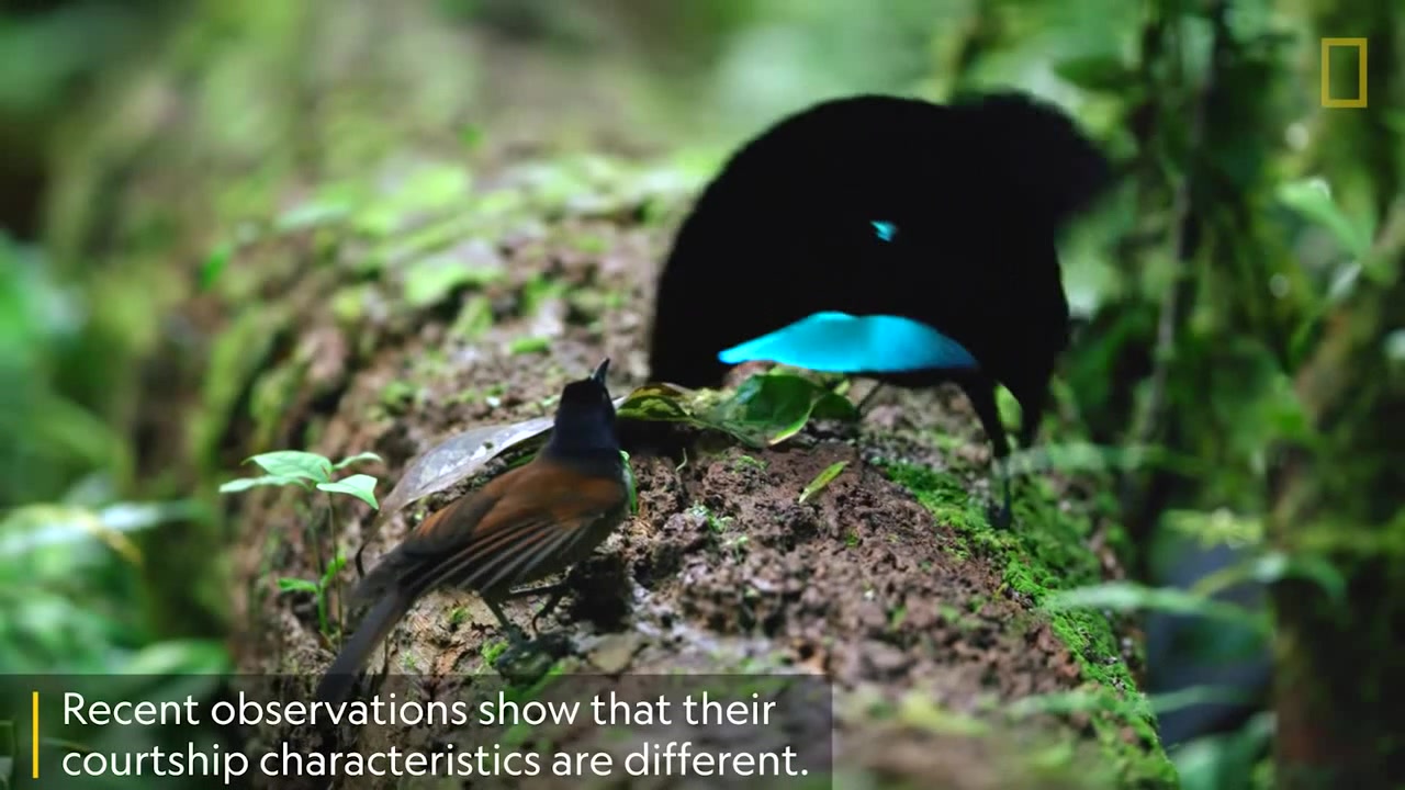 Hypnodance Bird - Coub