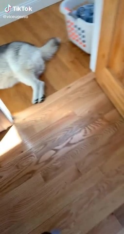 Cleric Beast Husky - Coub