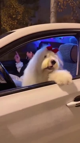 This dog has no problem - Coub