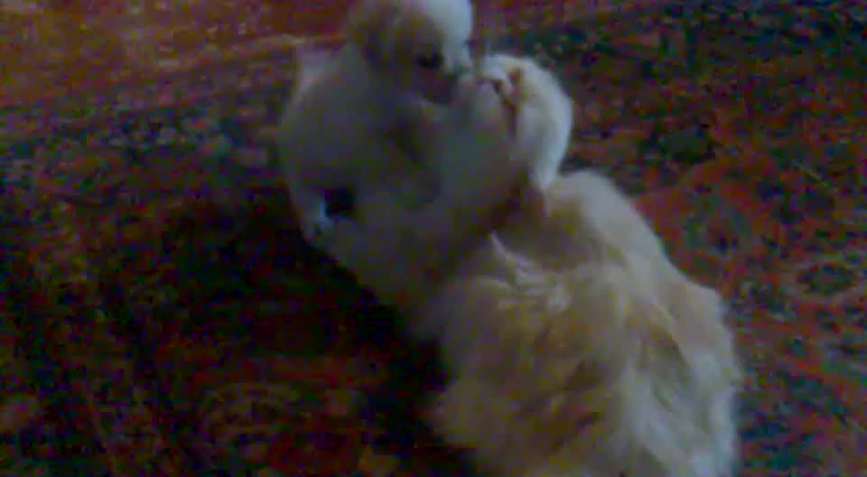 Новый вид - мини-ретривер / New specie - mini-retriever (live coub) (lo-fi) - Coub