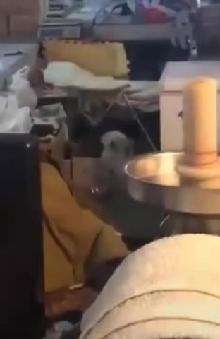 Fabric dancing dog (x7) - Coub