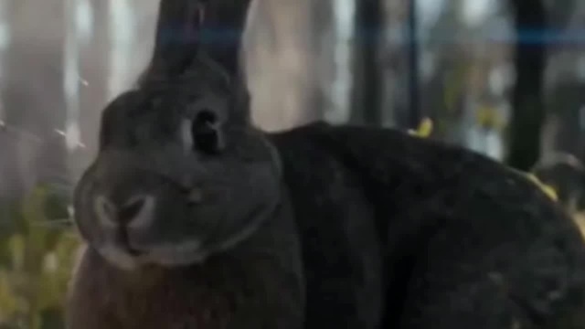 𝖗𝖆𝖇𝖇𝖎𝖙 𝖘𝖊𝖆𝖘𝖔𝖓 - Coub