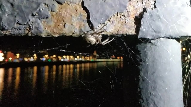 TENET FREEPORT SPYDER - Coub