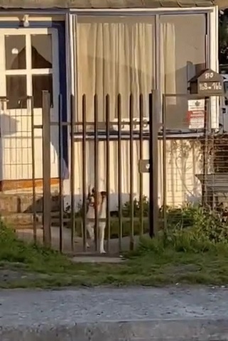 Suki Suki Daisuki - Coub