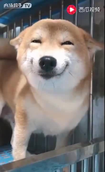 Best doggo ever - Coub