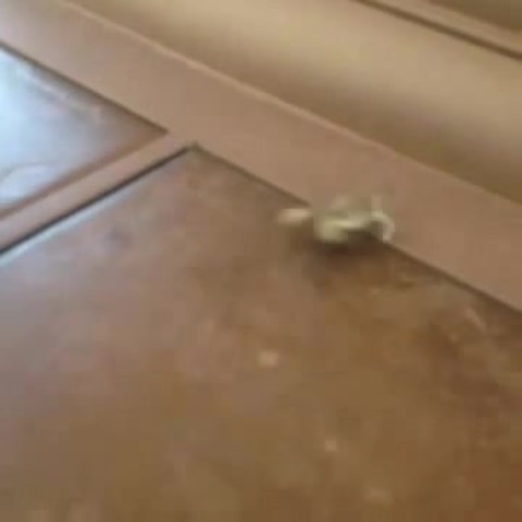 Jimmy The Frog Vine - Coub
