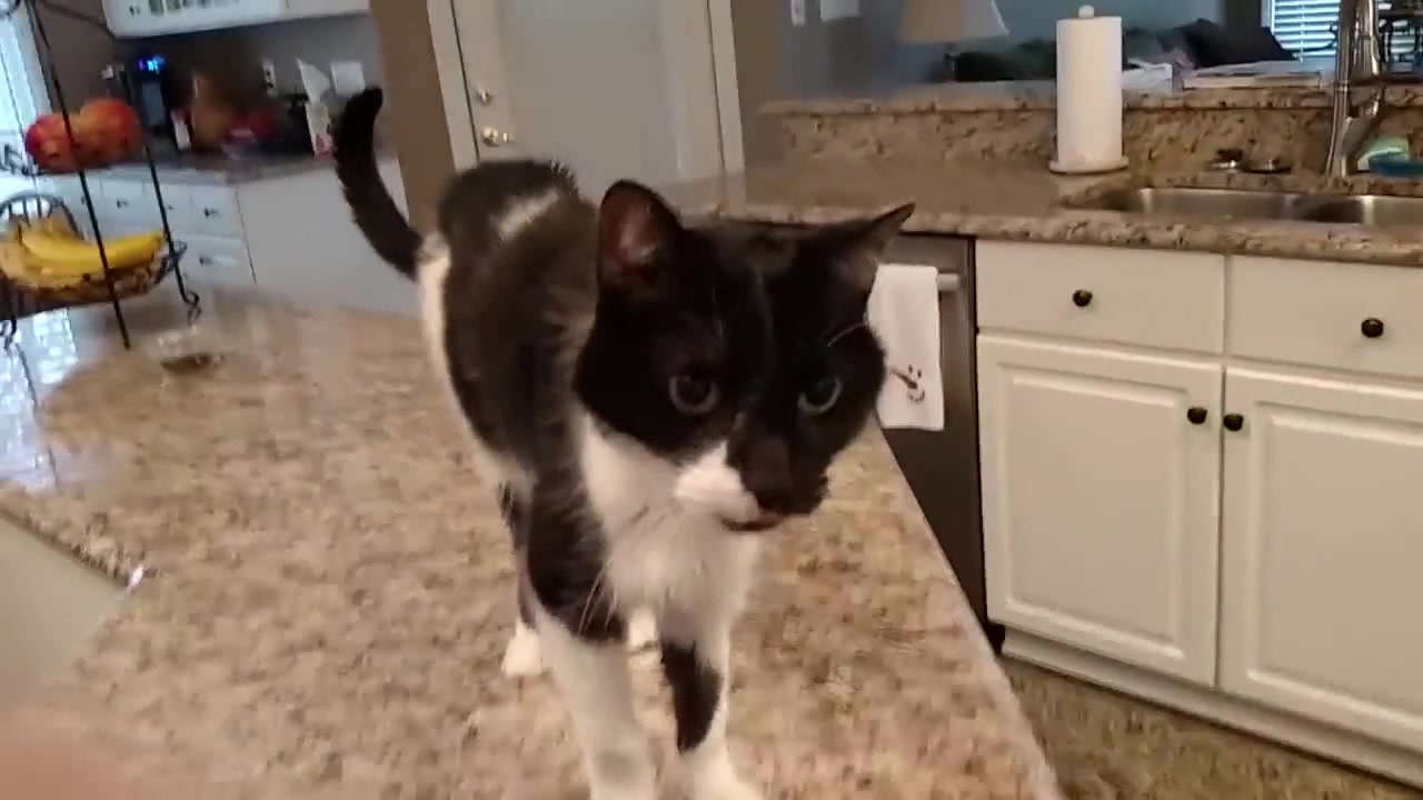 Cat Jack - Coub