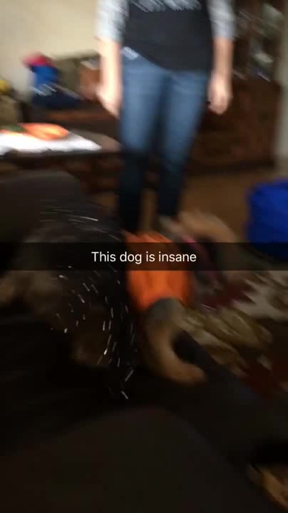 Crazy dog and hysterical laughter - Coub