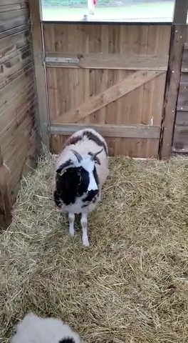 the door goat - Coub