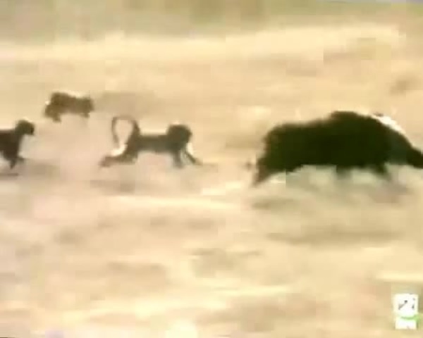 Monkeys Riding Warthogs! - Coub