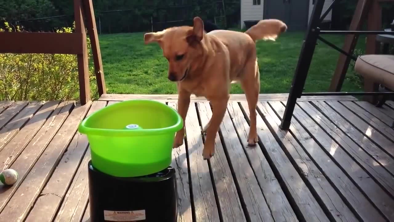 GoDogGo Fetch Machine Automatic Ball Launcher for Dogs - Coub