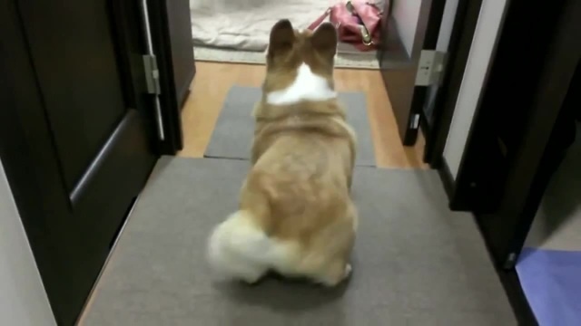 Bubble Butt Corgi - Coub