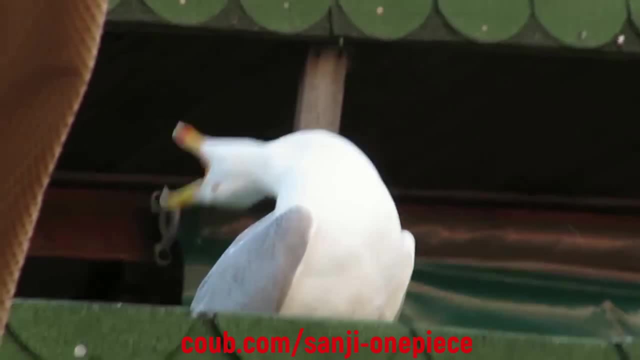 Seagull - Coub