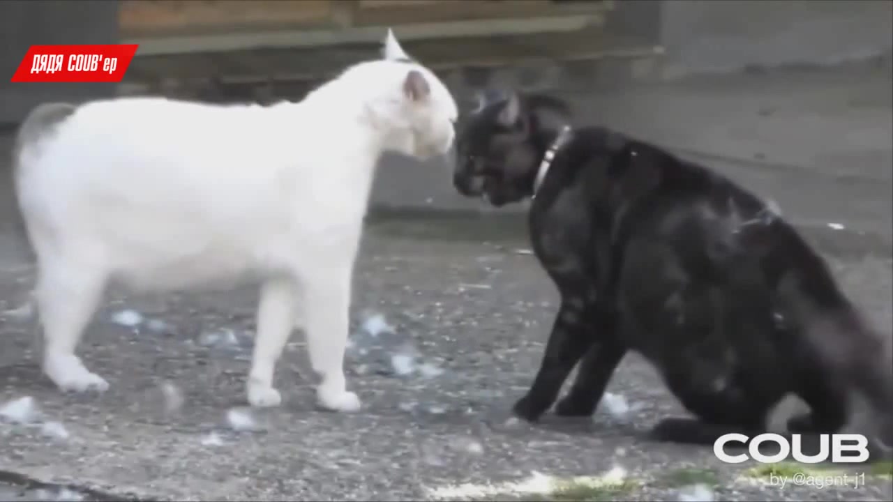 Дядин COUB #11 best | anime amv / gif / mycoubs / аниме / mega coub - Coub