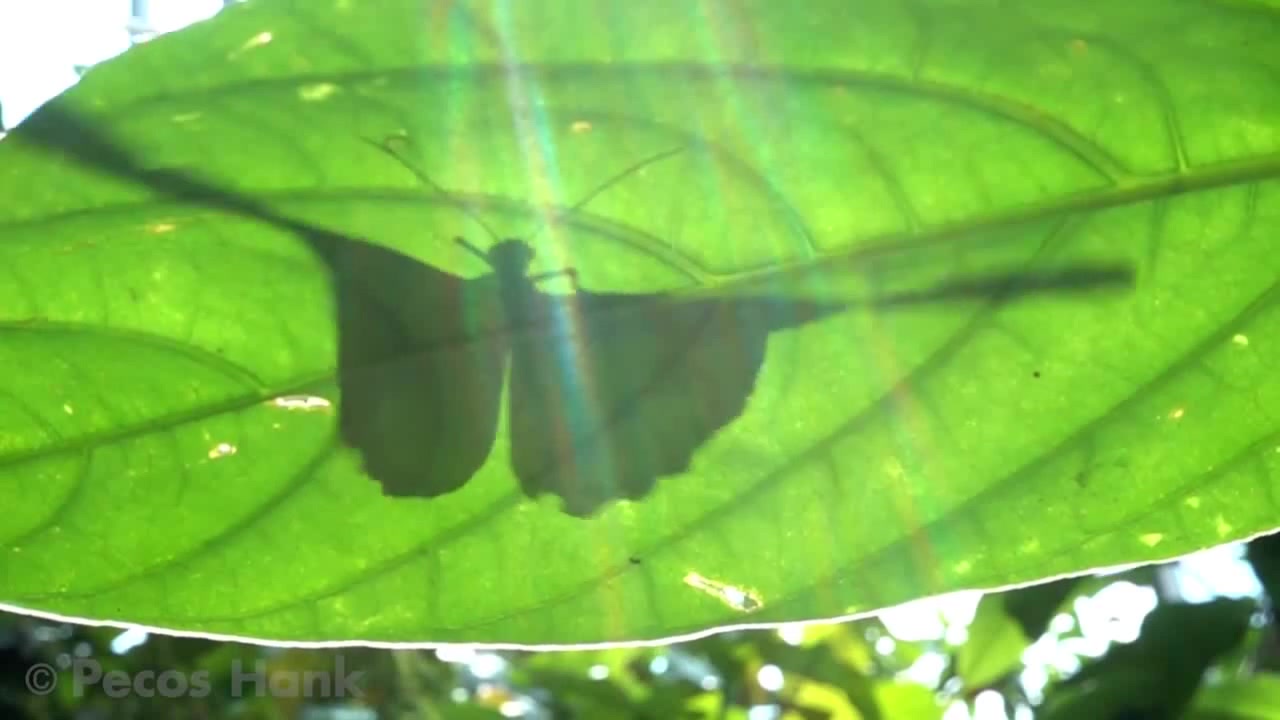 Butterflies Flying in Slow Motion HD - Houston Butterfly Museum - Coub
