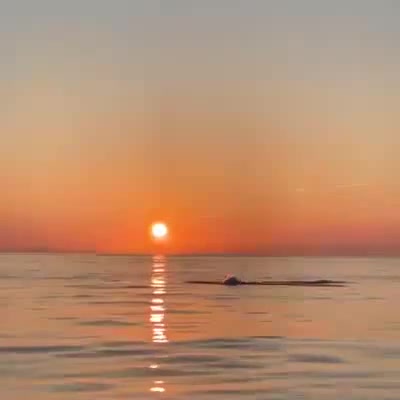 Dolphins and sunsets - Coub