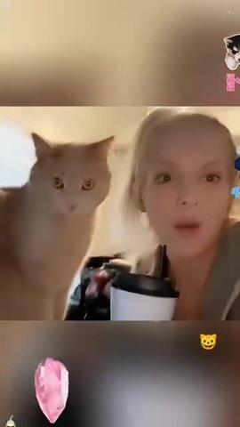 Agent Cats #funnyvideos #viralvideo #memes #comedy #humor #reels #entertainment #laughter #cats ...