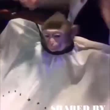 Monkey getting a haircut / парикмахер дядя Толик - Coub