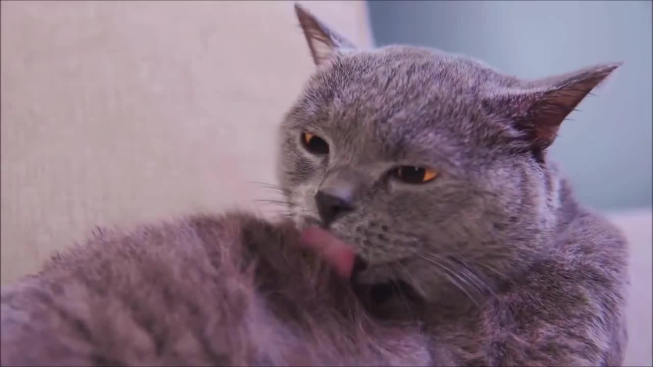 Ordinary Life of cats. - Coub