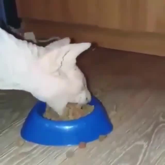 😼 Scary cat - Coub