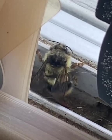 Bumblebee Dance! - Coub