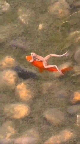 amphibious creature - Coub