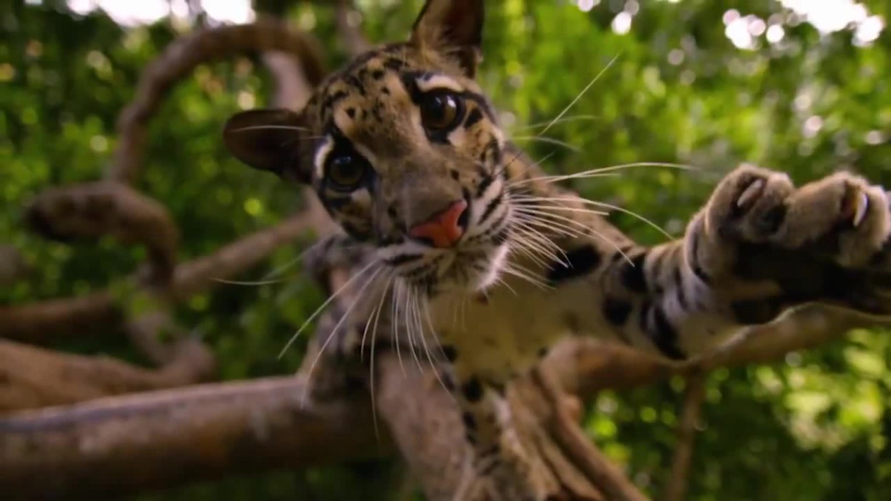 ...Leopard... - Coub