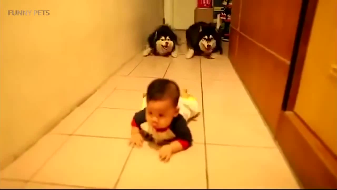 Funny HUSKY ★ HUSKIES ARE TOO CUTE! [Funny Pets] - Coub