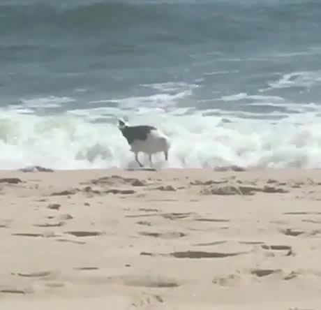 She's a seagull - Coub