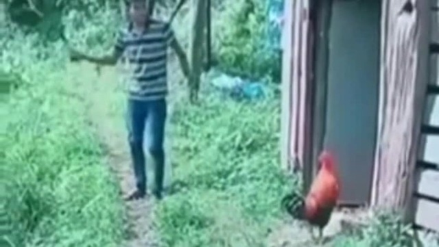 Chic chic chicken🤣🤣🤣🤣 - Coub