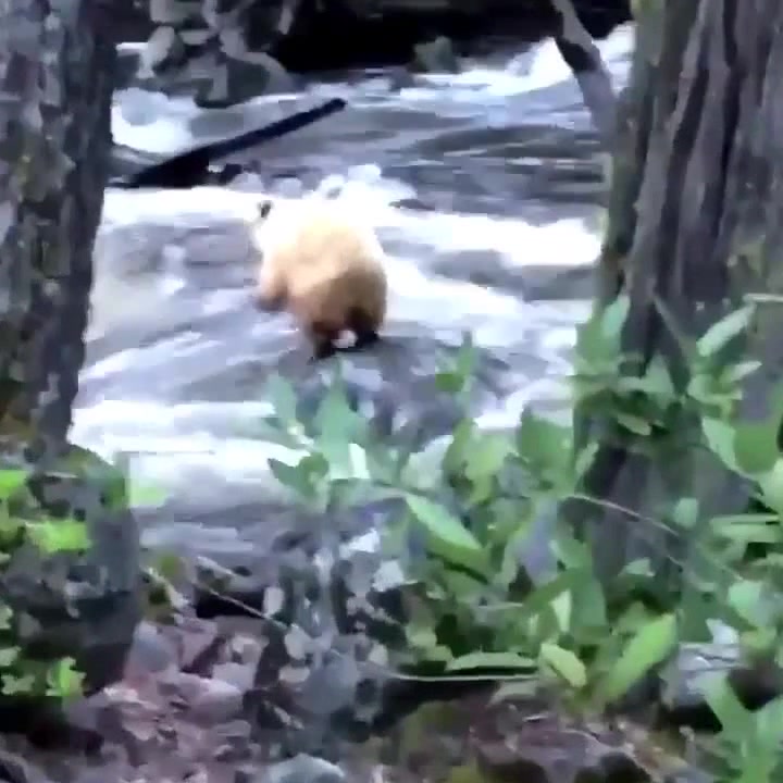 🐻😪 (vc: @sergiogarcia_4 on Twitter) - Coub