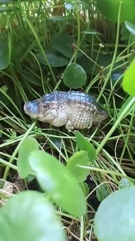 Schnappi the little crocodil - Coub