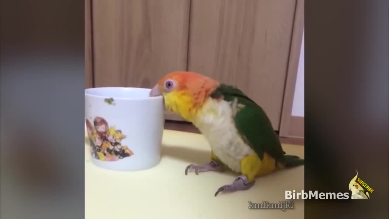 Birb 🐤 - Coub