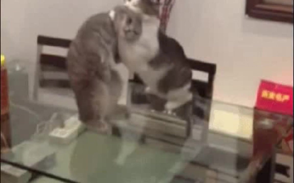 Cat Wrestling - Coub