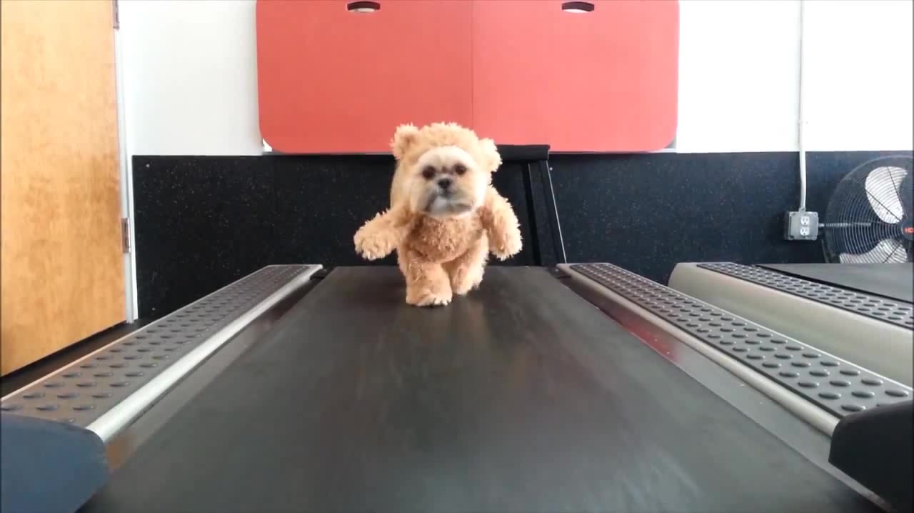 Virtual Insanity Bear - Coub