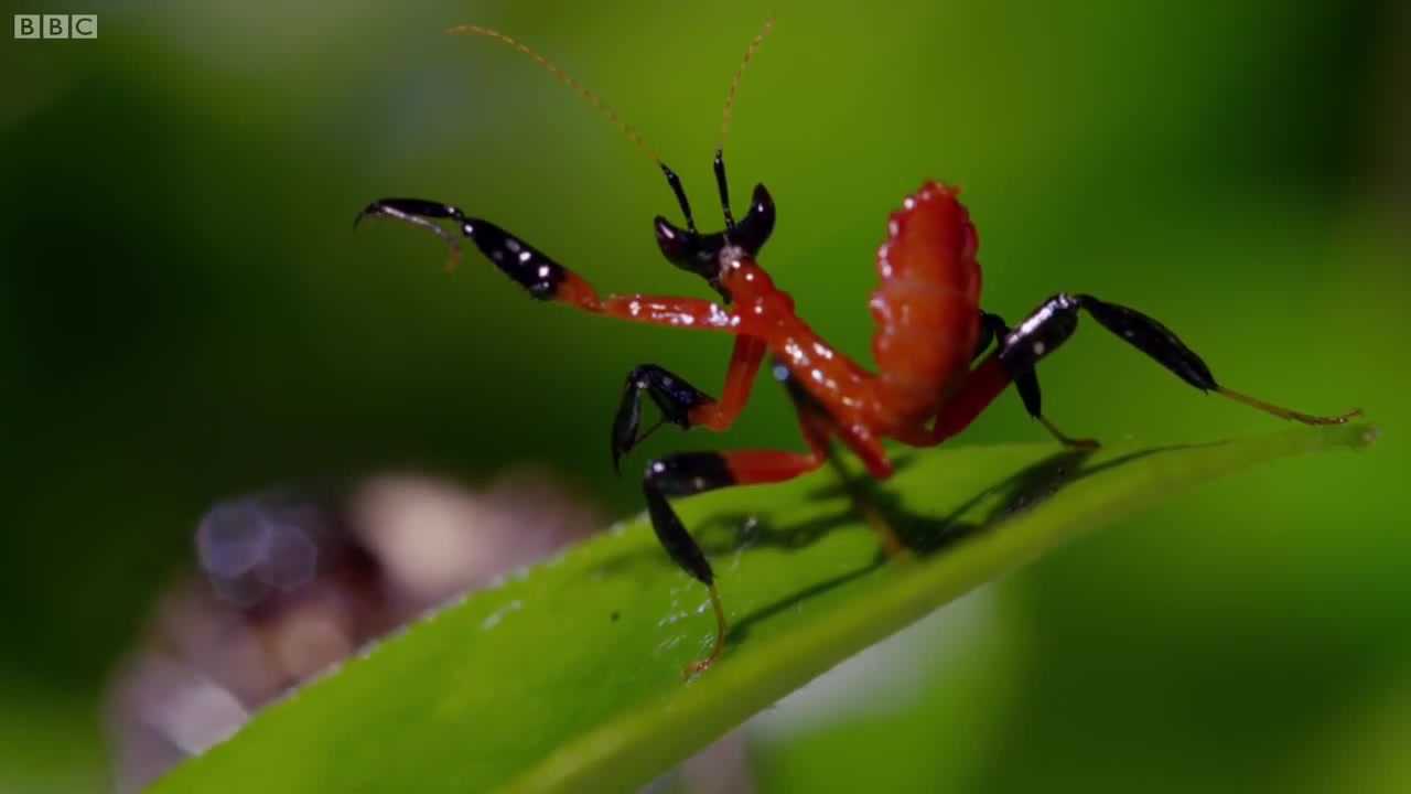 Praying mantis kung fu workout - Coub