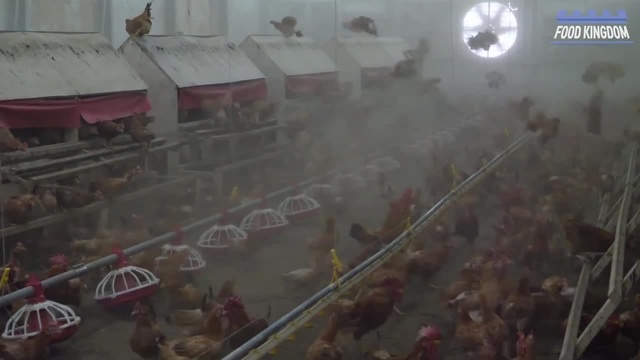 the chicken came first or the egg - Coub