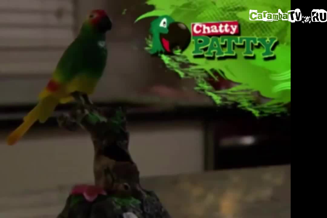 Hell Yeah! Covers - Невероятно! Попугай думает, что он Гитлер! - Coub