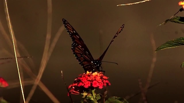 Slow motion Butterfly - Coub