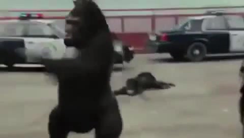 Harambe get revenge - Coub