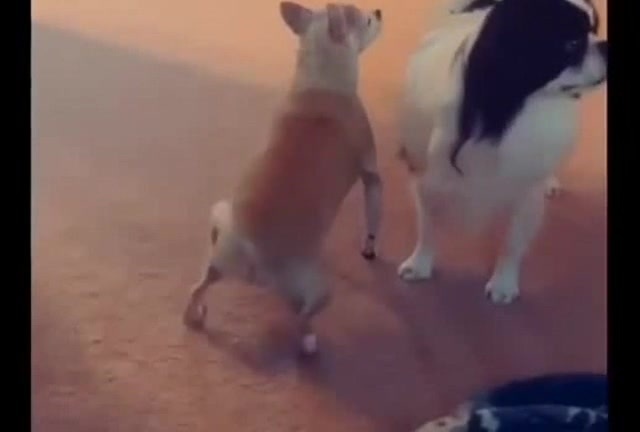 Funny dog twerking - Coub