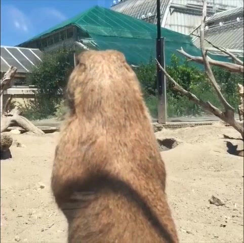 Dramatic prairie dog (original video by @lvnte on Instagram) - Coub