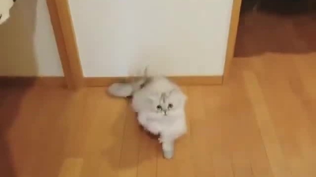 Kitten flashbacks - Coub