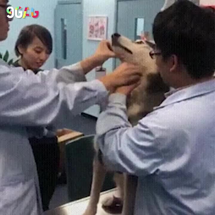 Not today, hooman. - Coub