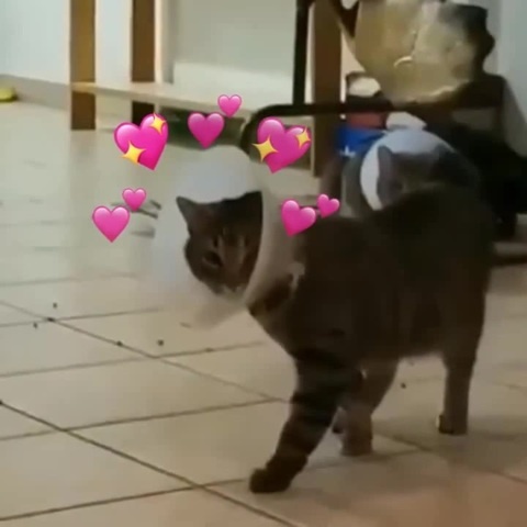 Versake Outside - Cat Stroll Remix - Coub