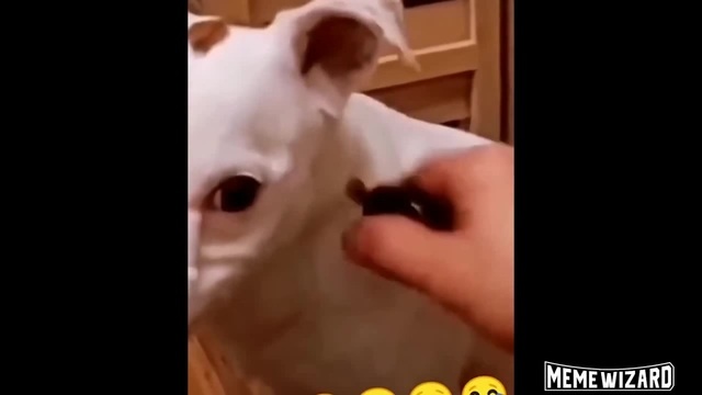 how to start a dog - Coub