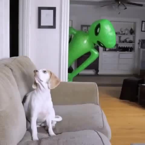 Dog and x-files - Coub