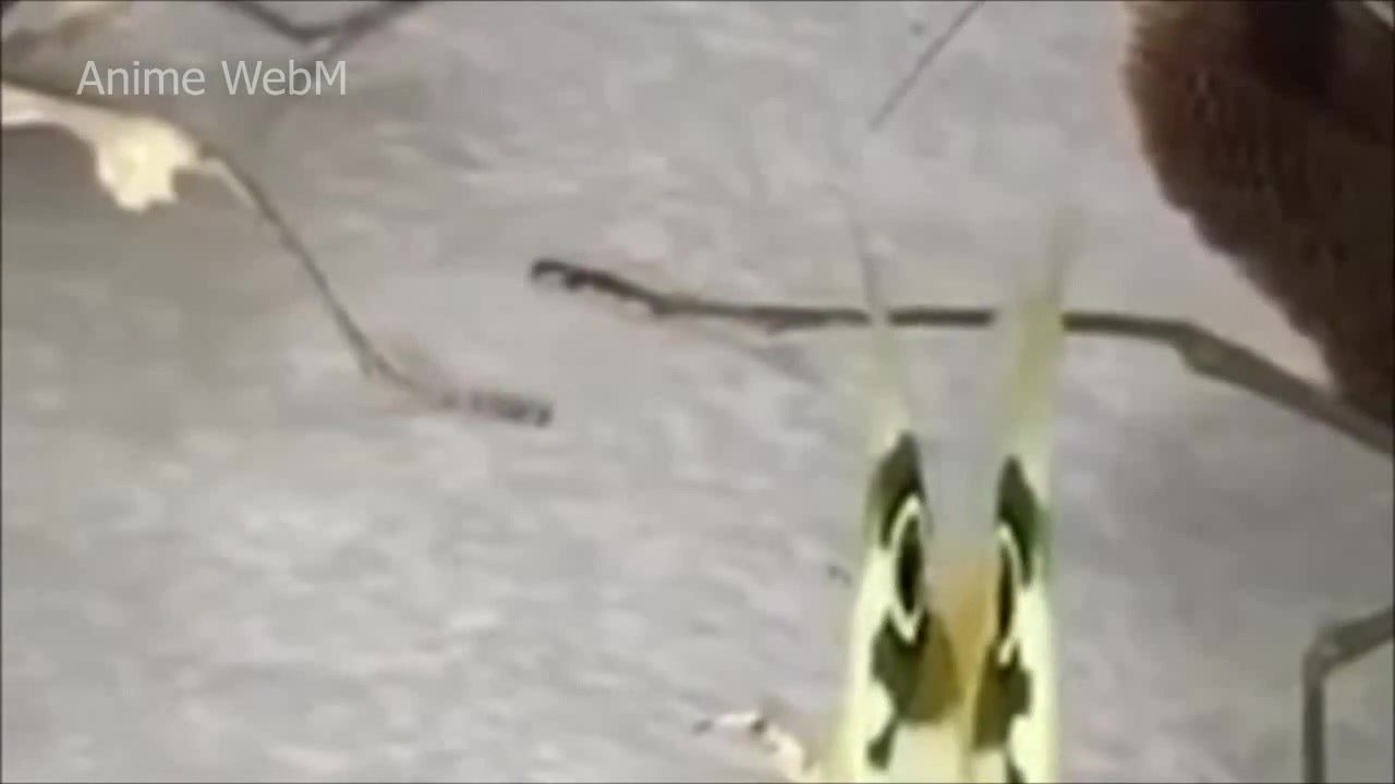 Jojo's Mantis reference - Coub