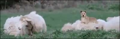 Doggo shepard - Coub